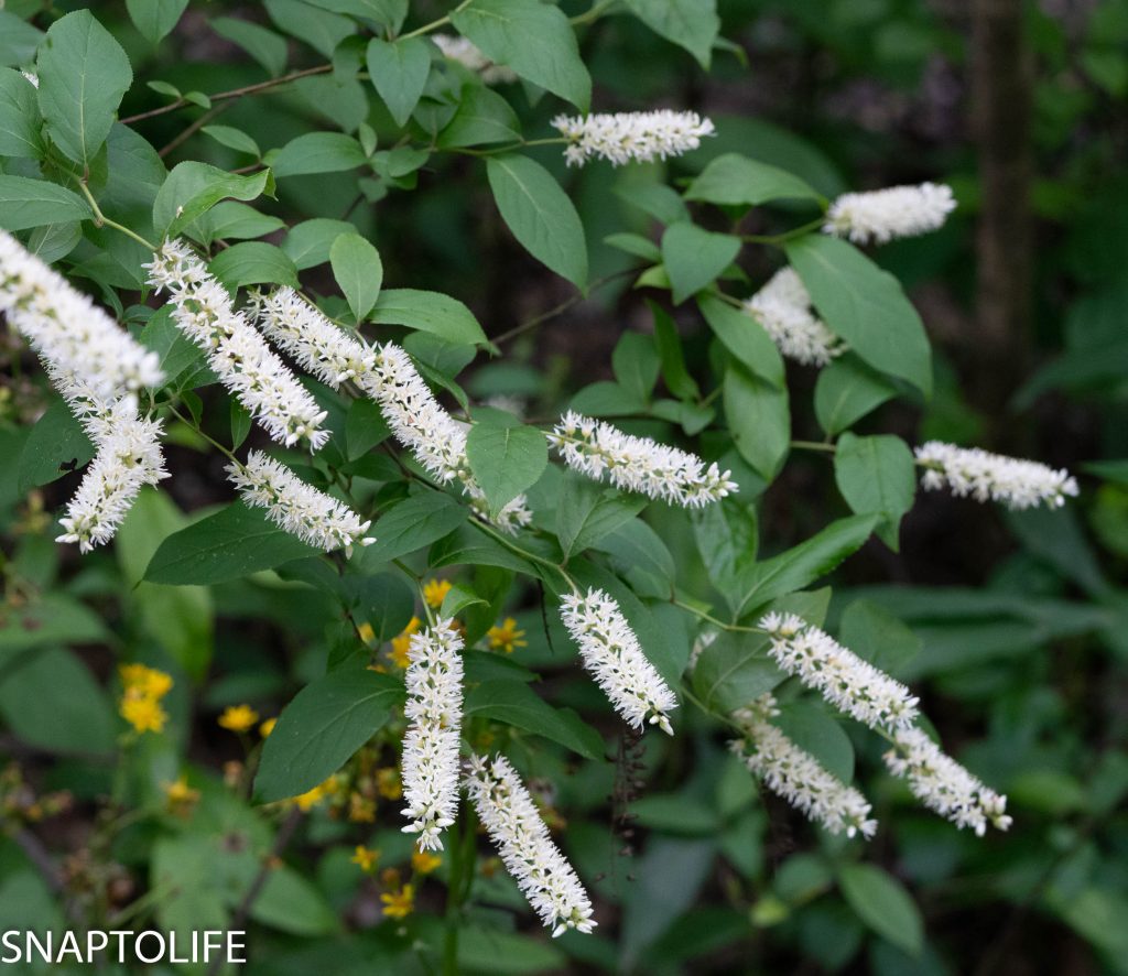 Virginia Sweetspire-2001