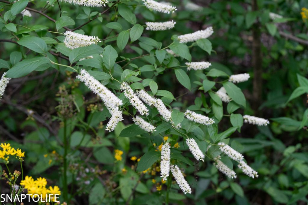 Virginia Sweetspire-2002