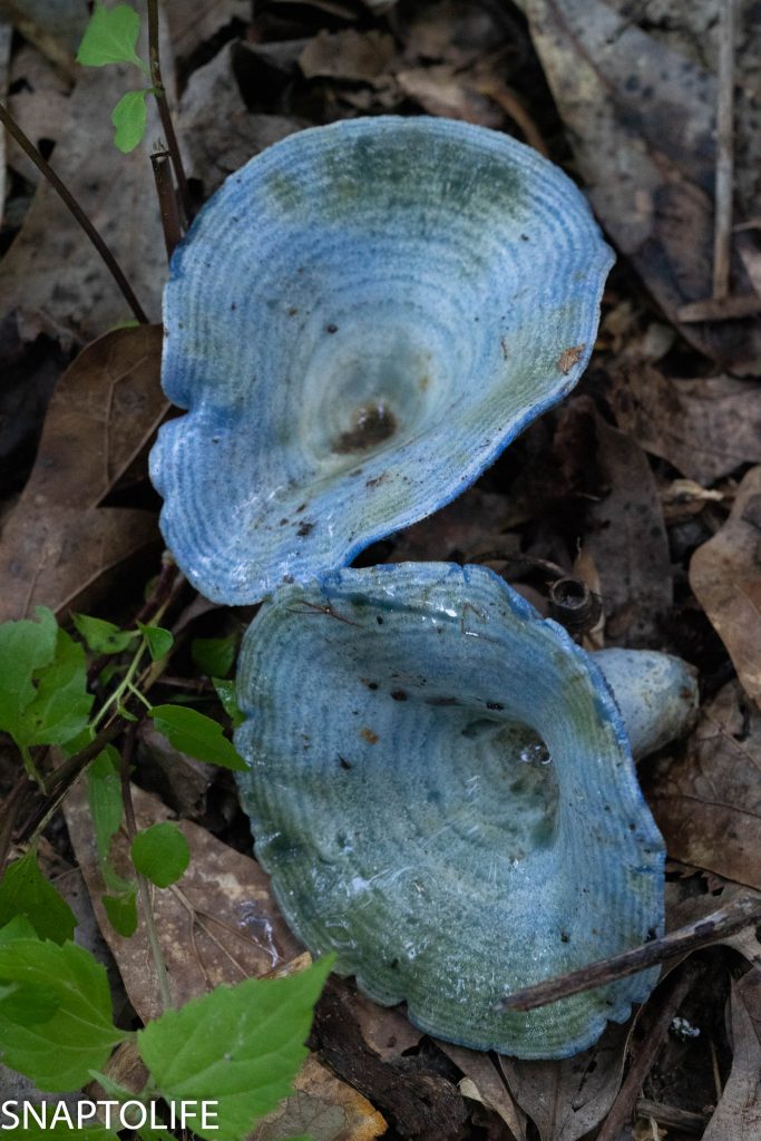 Lactarius indigo-2000