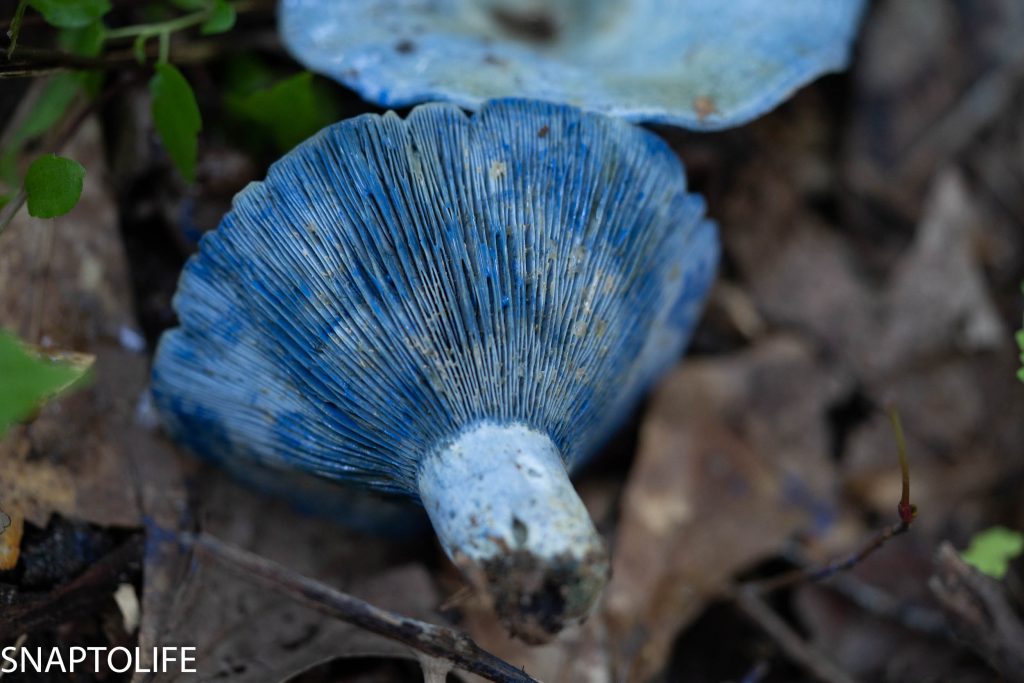 Lactarius indigo-2002