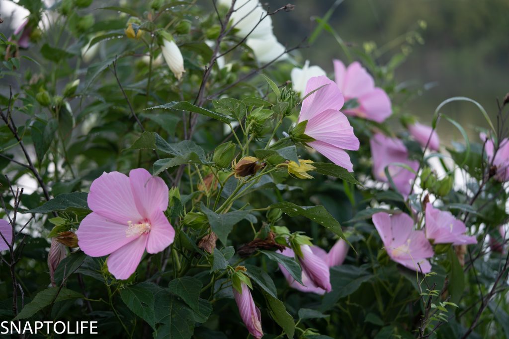 Hibiscus Moschuetos Pink Native (2000 of 4)