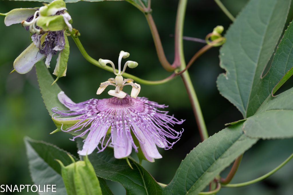 Passion Flower With Maypops (2001 of 3)