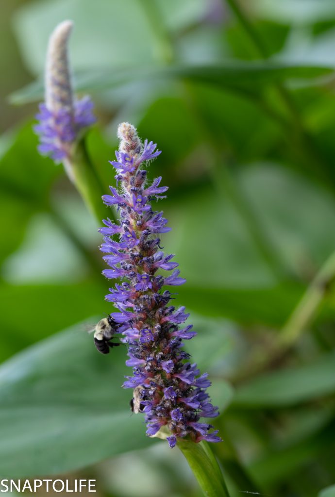 Pickleweed Along the Chattahoochee (2001 of 5)