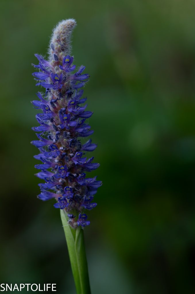 Pickleweed Along the Chattahoochee (2002 of 5)
