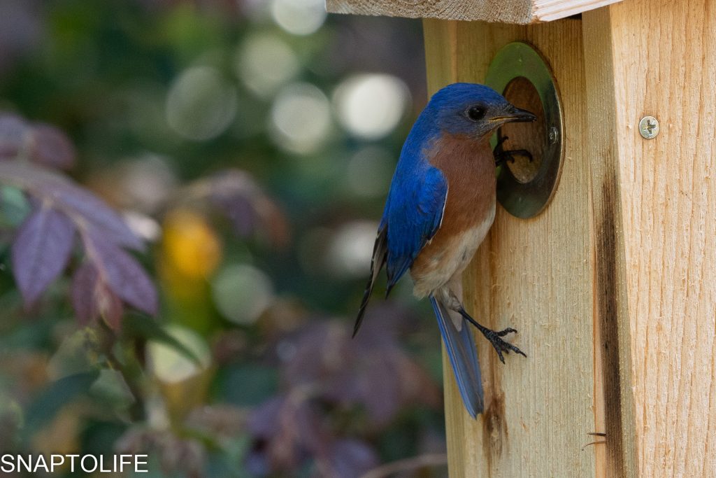 Blue Bird Feeding Hatchlings-7