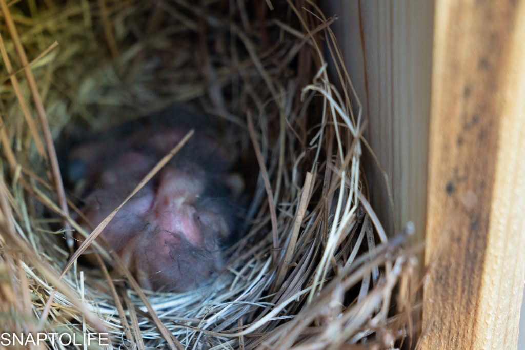 Eastern Bluebird Hatchlings-Day 1