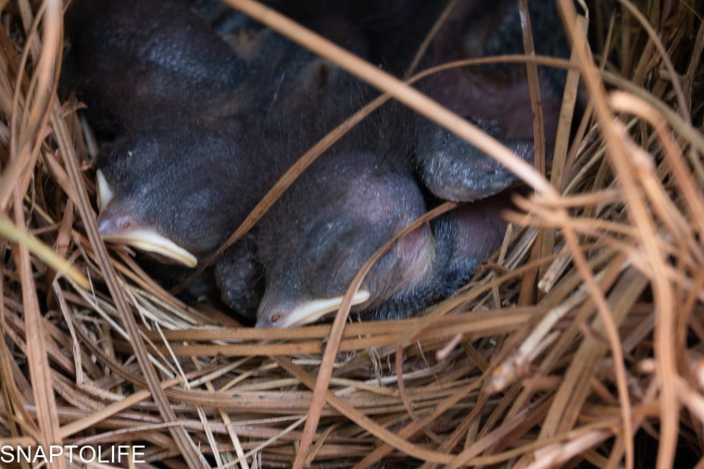 Blue Bird Chicks Day 6-1