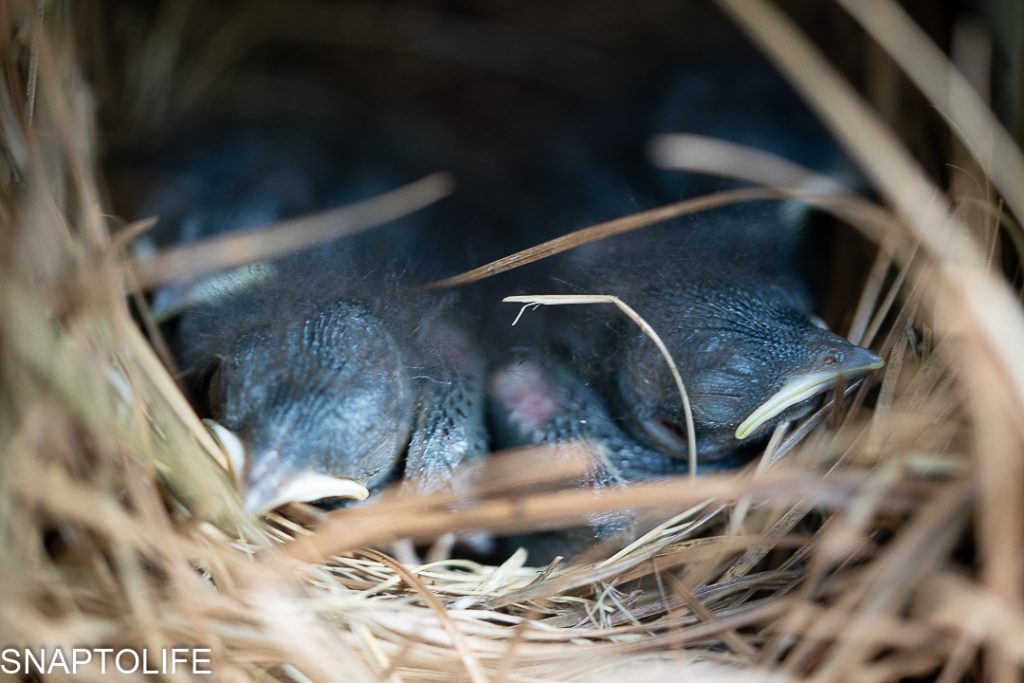 Blue Bird Chicks Day 6