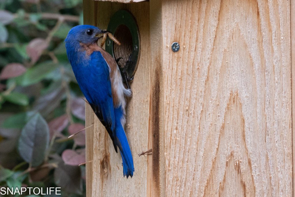 Blue Birds Providing Food-2